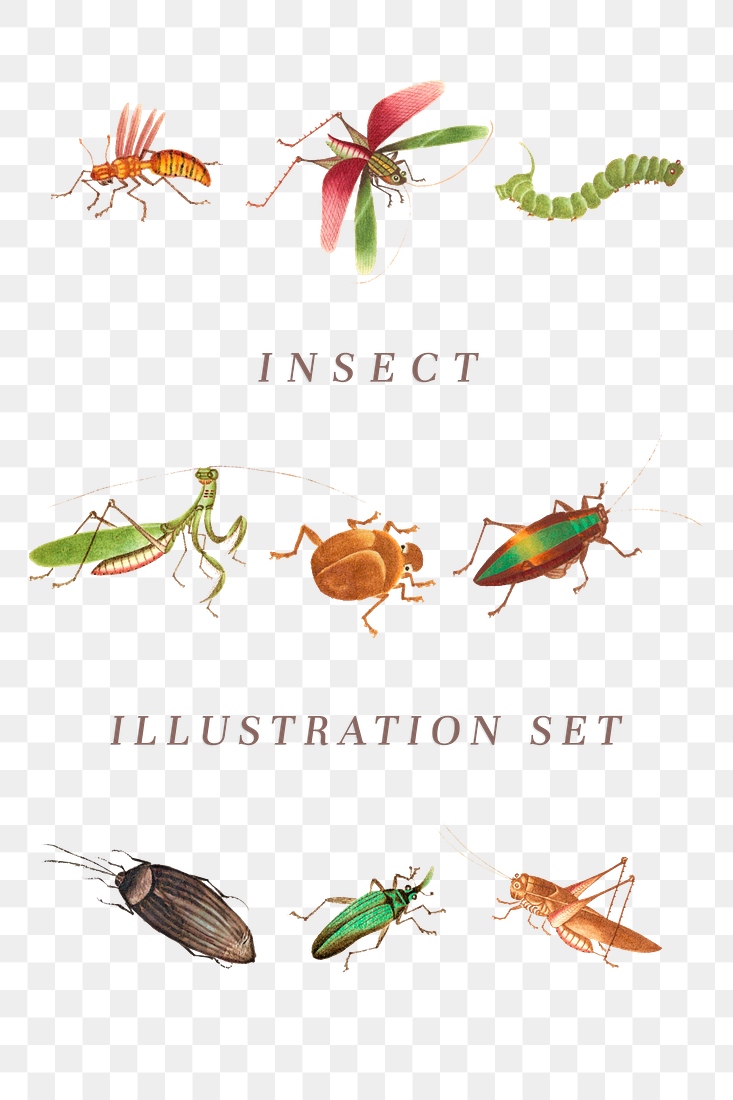 Insect png vintage illustration set | Premium PNG - rawpixel