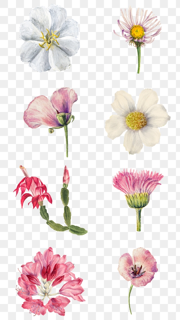 Pink hand drawn flowers png | Premium PNG - rawpixel