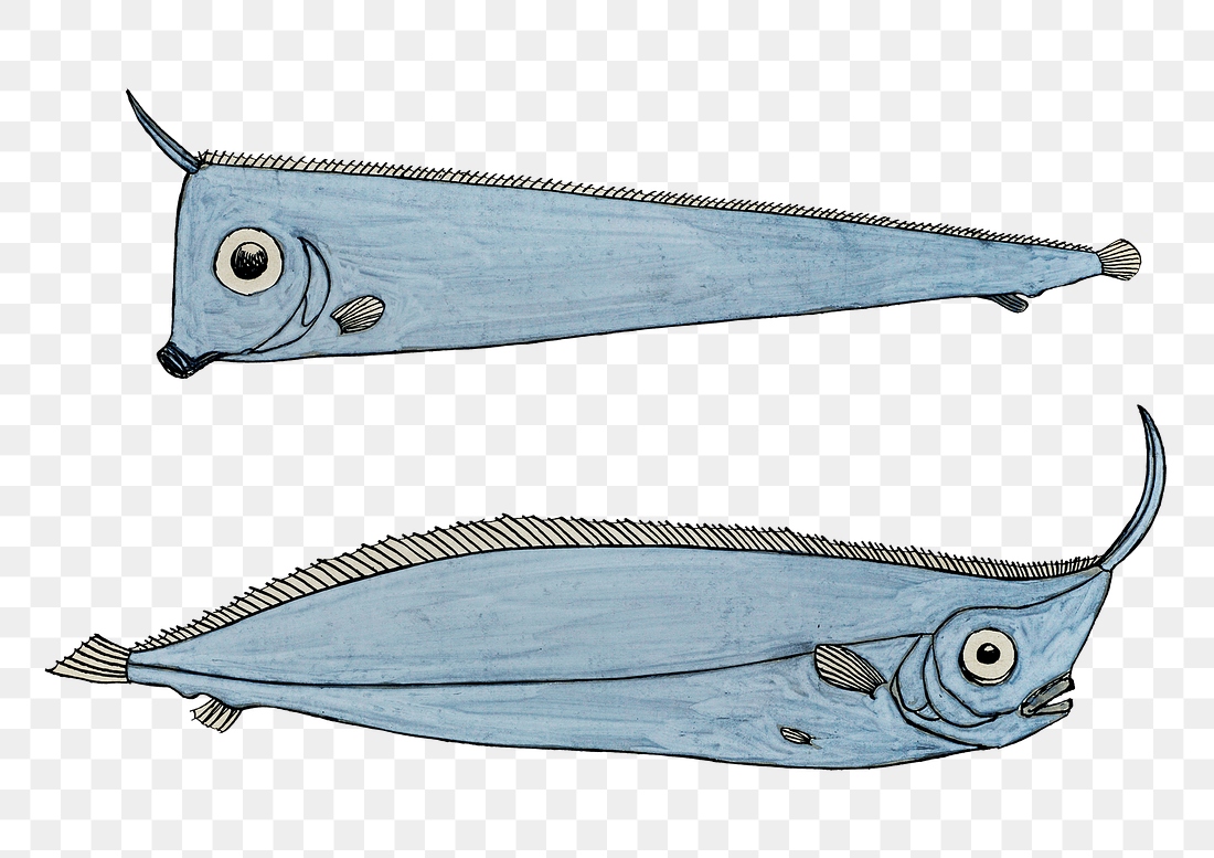 Antique fish crested bandfish png | Premium PNG Sticker - rawpixel