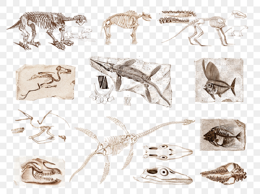 Vintage extinct animal fossils png, | Premium PNG - rawpixel