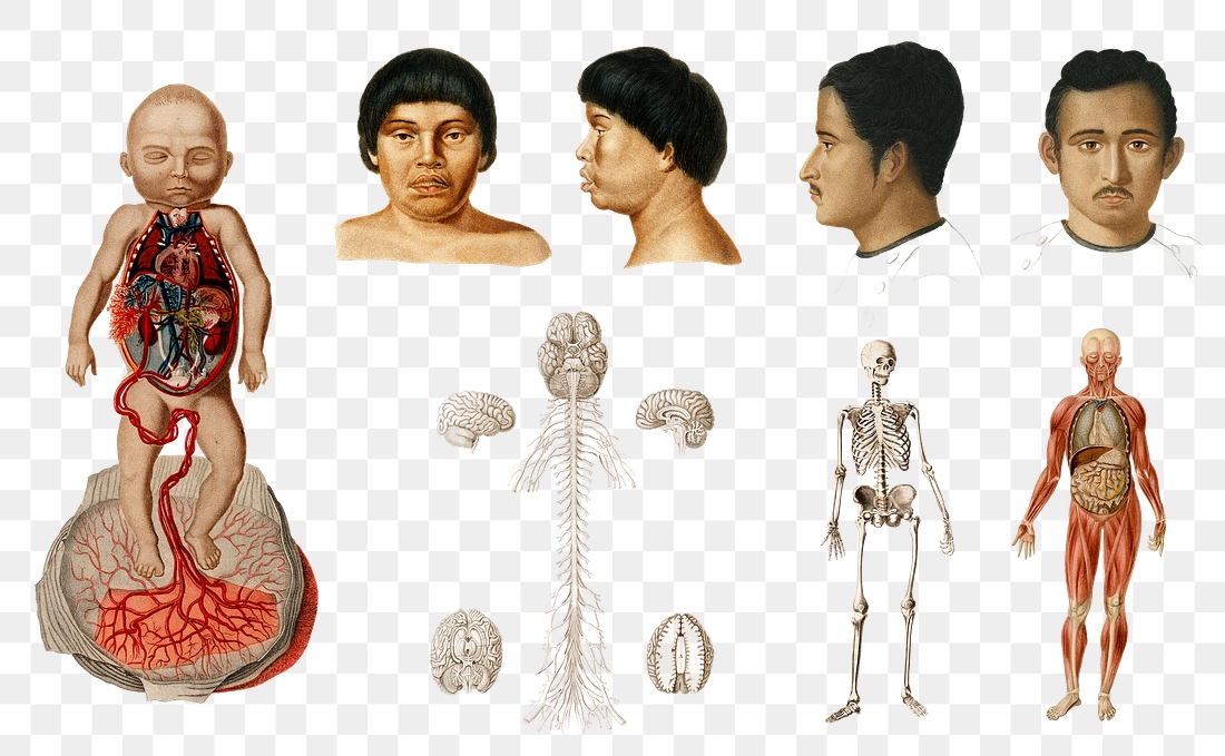 Hand drawn human anatomy png | Premium PNG - rawpixel