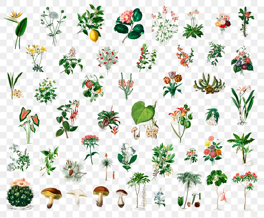 Vintage botanical png hand drawn | Premium PNG - rawpixel