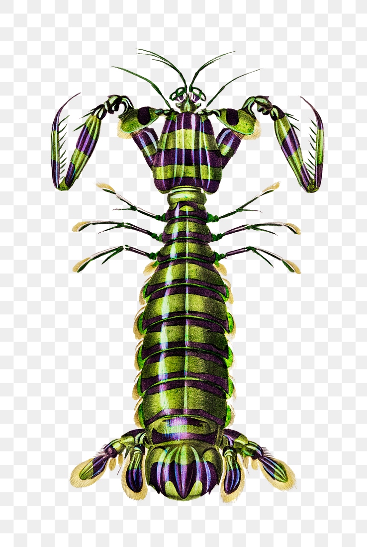 Giant mantis shrimp png hand | Premium PNG Sticker - rawpixel