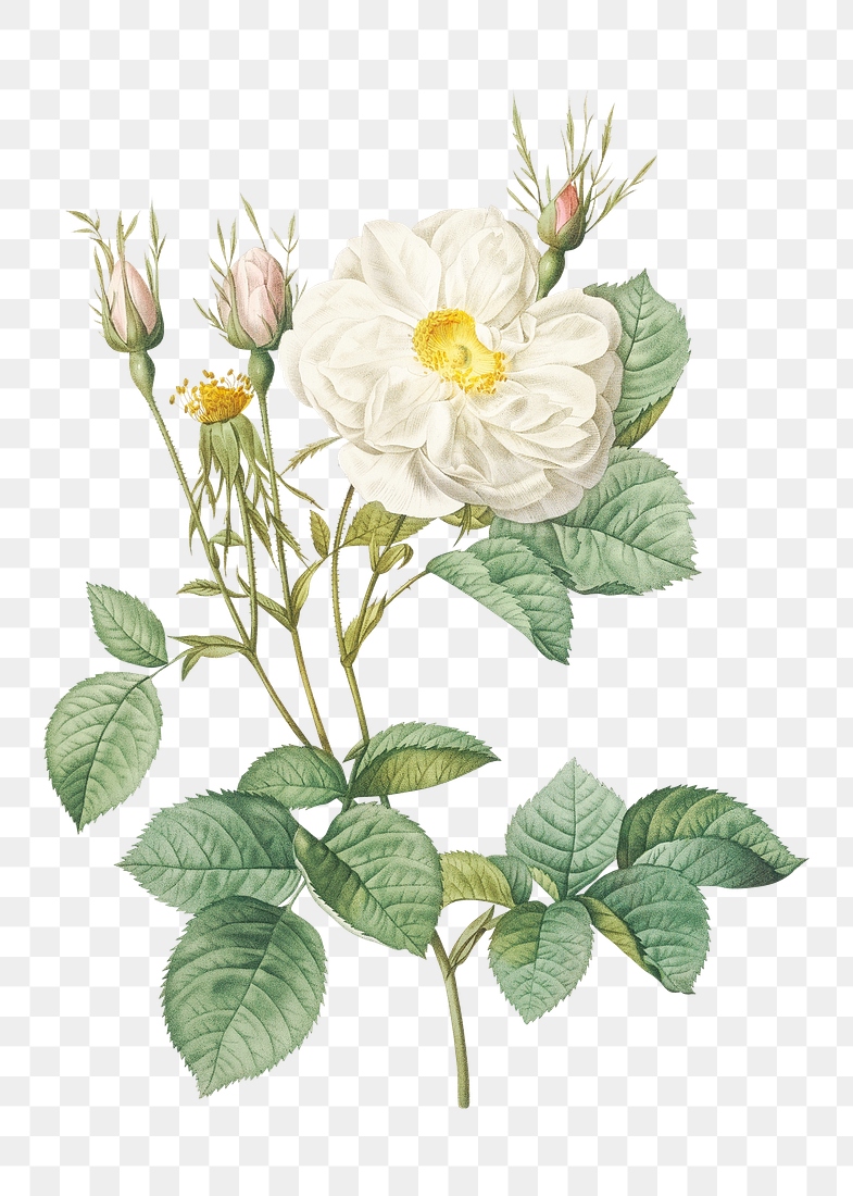 Vintage white rose York transparent | Premium PNG Sticker - rawpixel