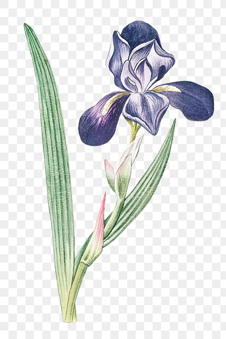 Tall bearded Iris transparent png | Premium PNG Sticker - rawpixel