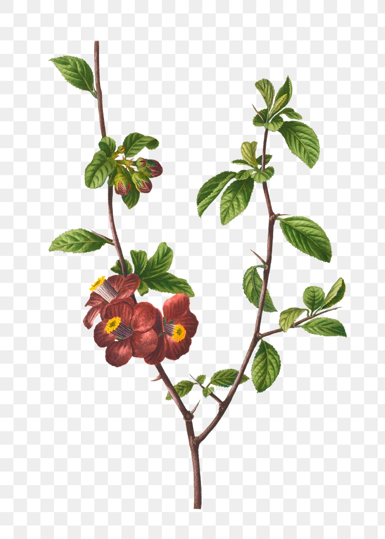 Flowering quince plant transparent png | Premium PNG Sticker - rawpixel