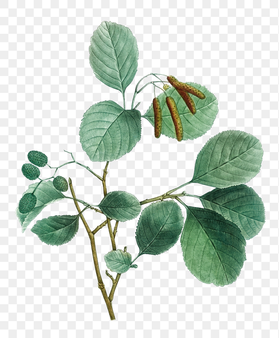 Mountain alder plant transparent png | Premium PNG Sticker - rawpixel