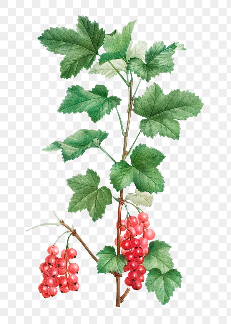 Redcurrant fruit plant transparent png | Premium PNG Sticker - rawpixel
