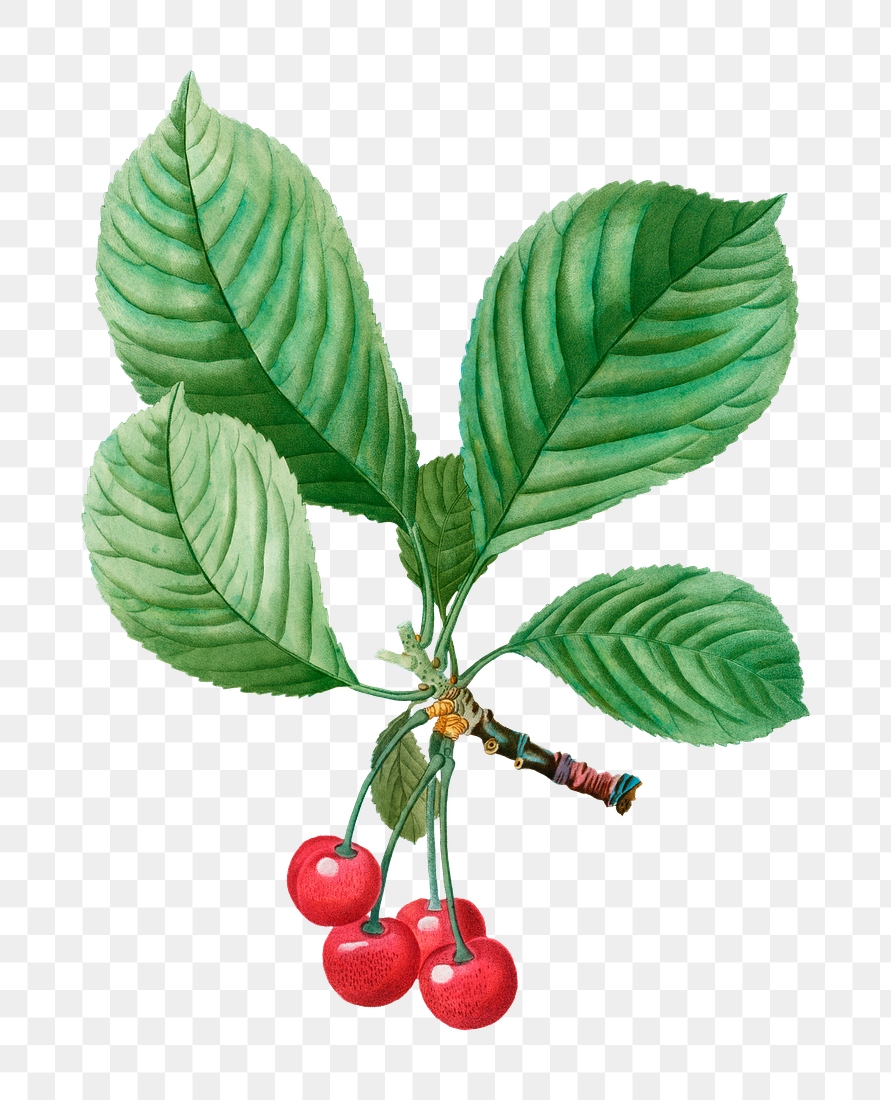 Cherry tree plant transparent png | Premium PNG Sticker - rawpixel