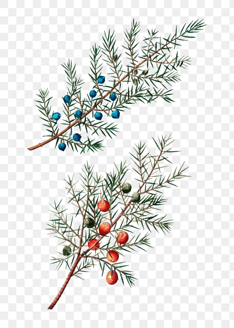 Common juniper plant transparent png | Premium PNG Sticker - rawpixel