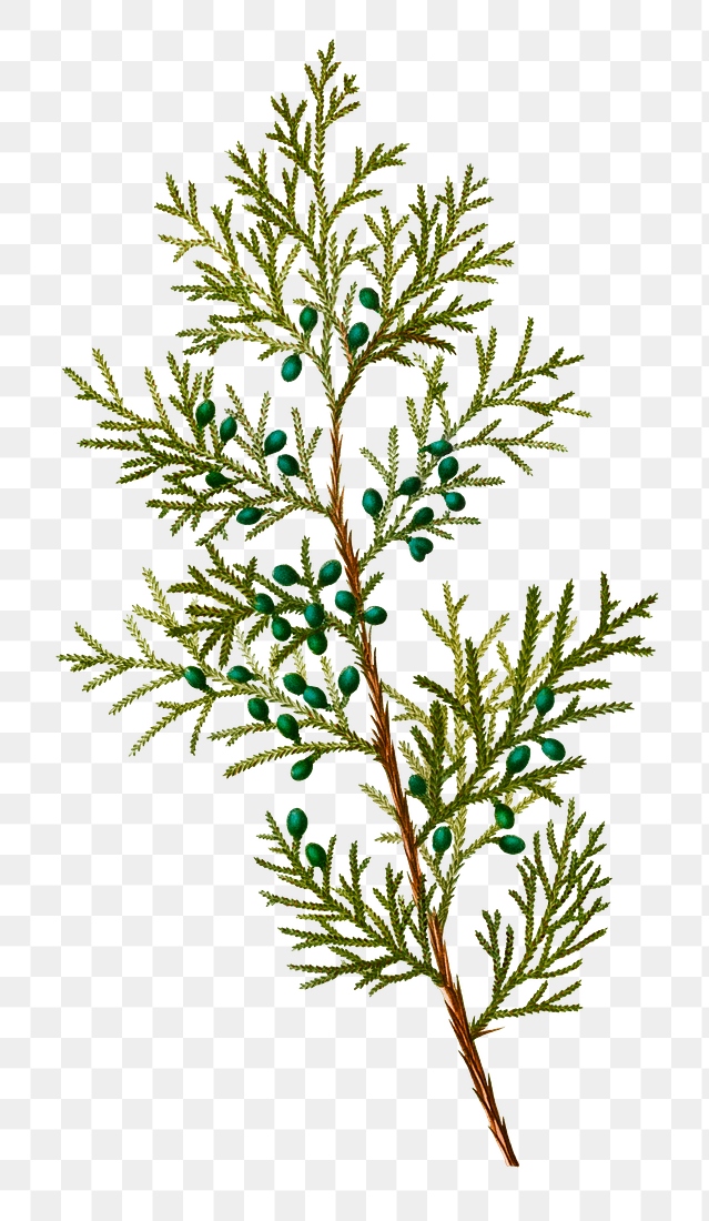 Virginian juniper branch plant transparent | Premium PNG Sticker - rawpixel