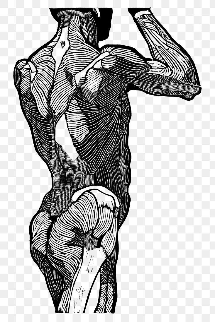 Back muscles png human anatomy, | Free PNG Sticker - rawpixel