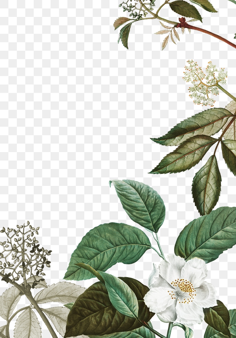 Botanical frame design transparent png | Premium PNG - rawpixel