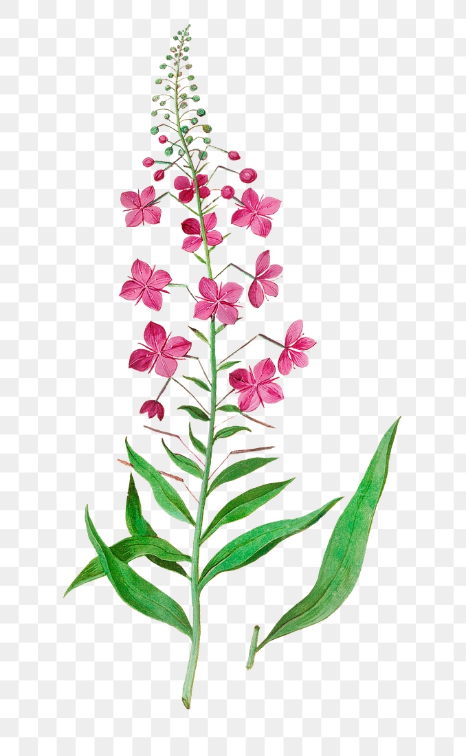 Vintage fireweed flower illustration | Premium PNG Sticker - rawpixel