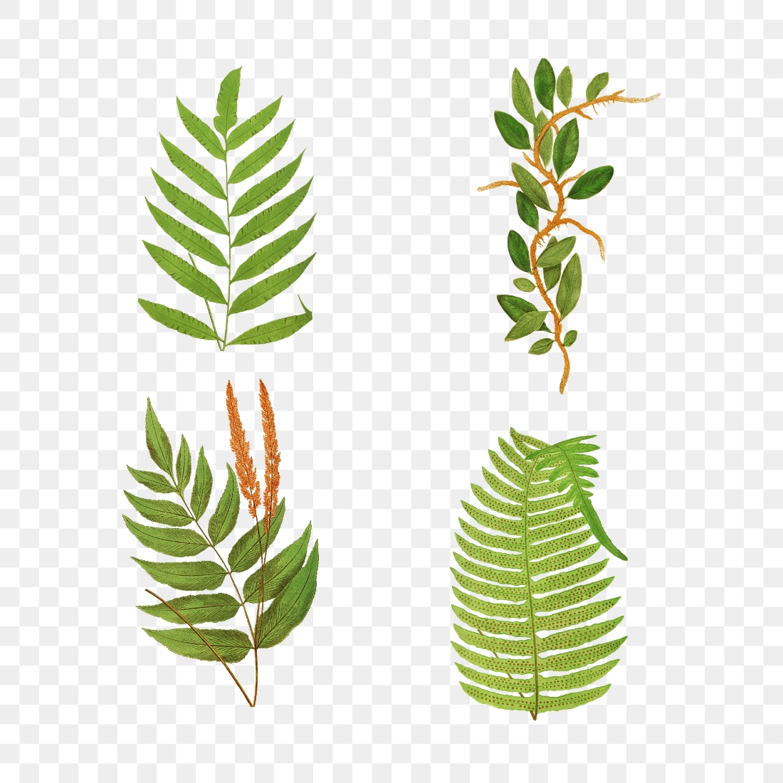 Set fern leaves transparent png | Premium PNG - rawpixel