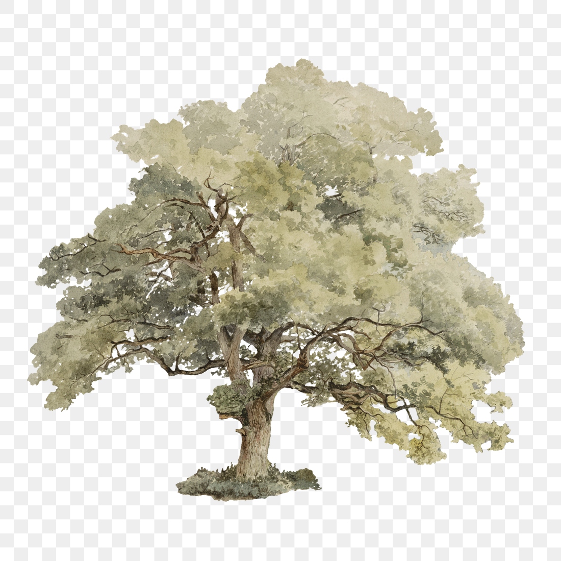 Vintage oak tree illustration transparent | Premium PNG Sticker - rawpixel
