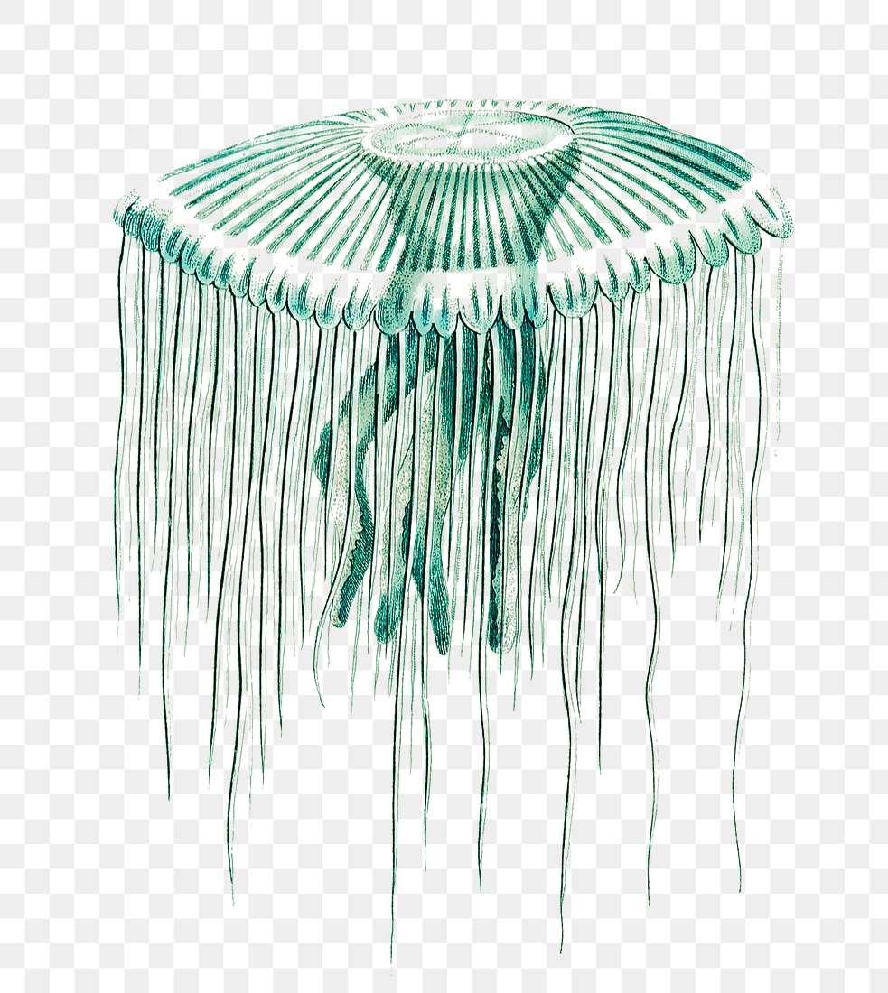 Png sticker sea animal hyaline | Premium PNG Sticker - rawpixel