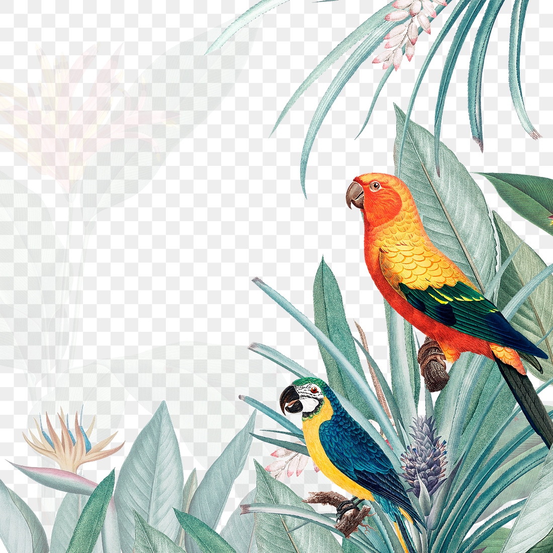 Exotic parrots jungle border png | Premium PNG - rawpixel