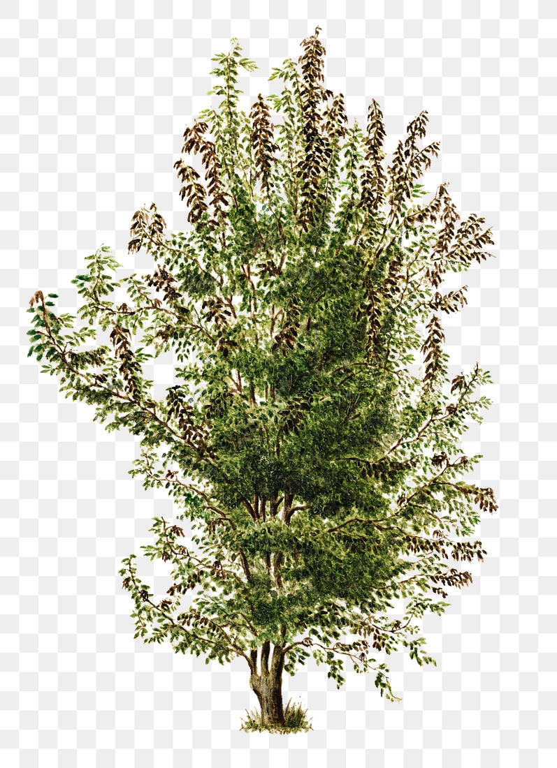 Vintage pear tree transparent png | Premium PNG Sticker - rawpixel