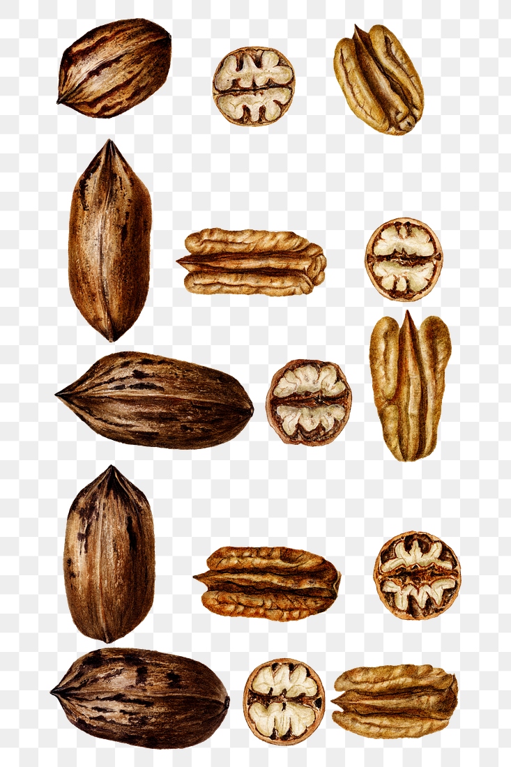 Vintage pecans transparent png. Digitally | Premium PNG Sticker - rawpixel