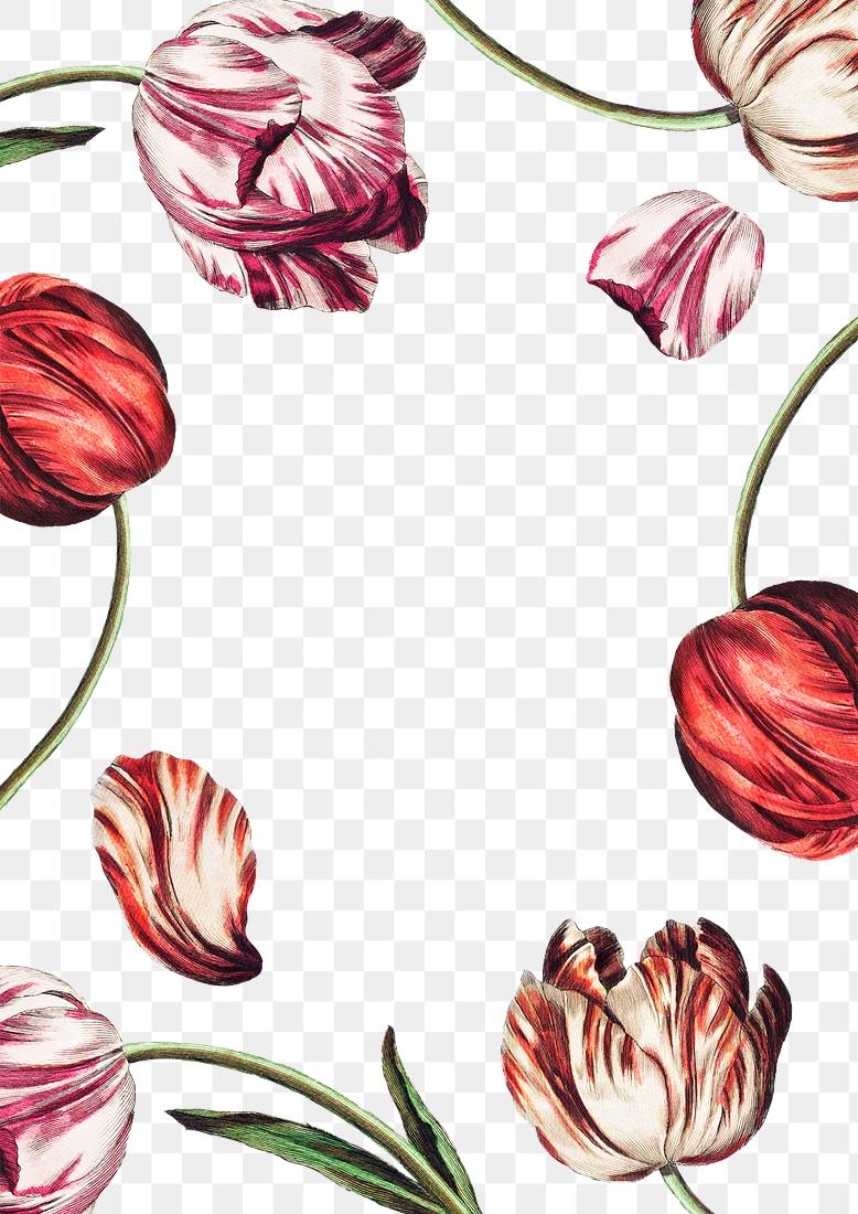 Vintage tulip flower frame design | Premium PNG - rawpixel