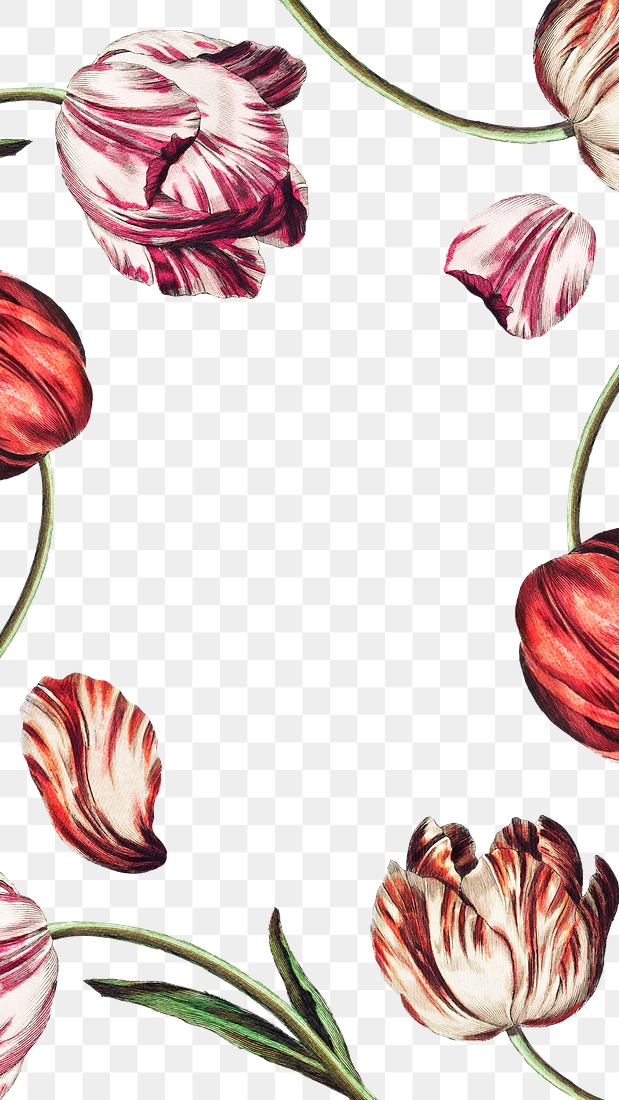 Vintage tulip flower frame design | Premium PNG - rawpixel