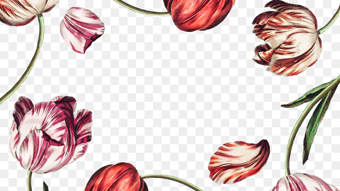 Vintage tulip flower frame design | Premium PNG - rawpixel