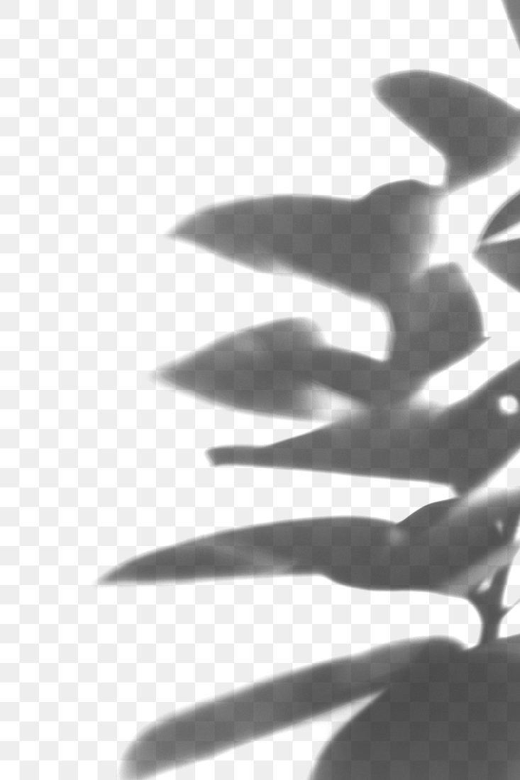Shadow of leaves design element | Premium PNG - rawpixel
