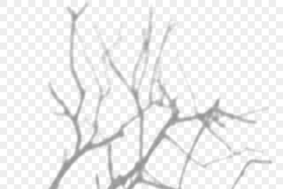Dried branch shade design element | Premium PNG - rawpixel