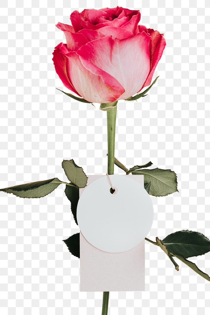 Pink rose flower tag transparent | Premium PNG Sticker - rawpixel