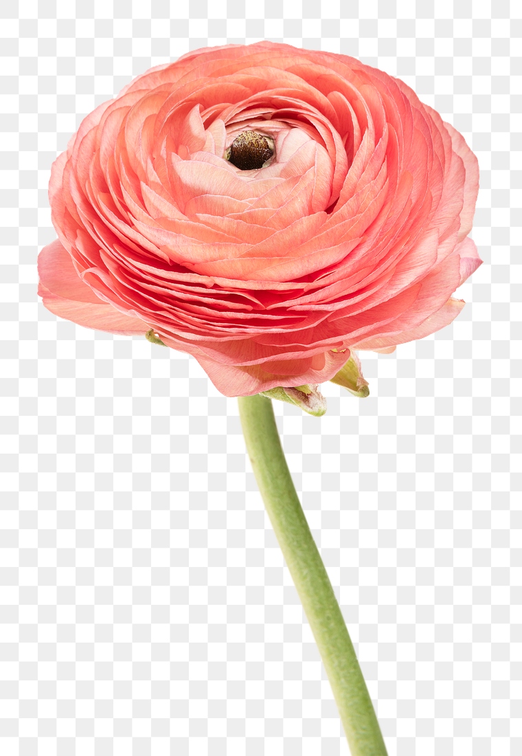 Blooming pink ranunculus flower transparent | Premium PNG - rawpixel