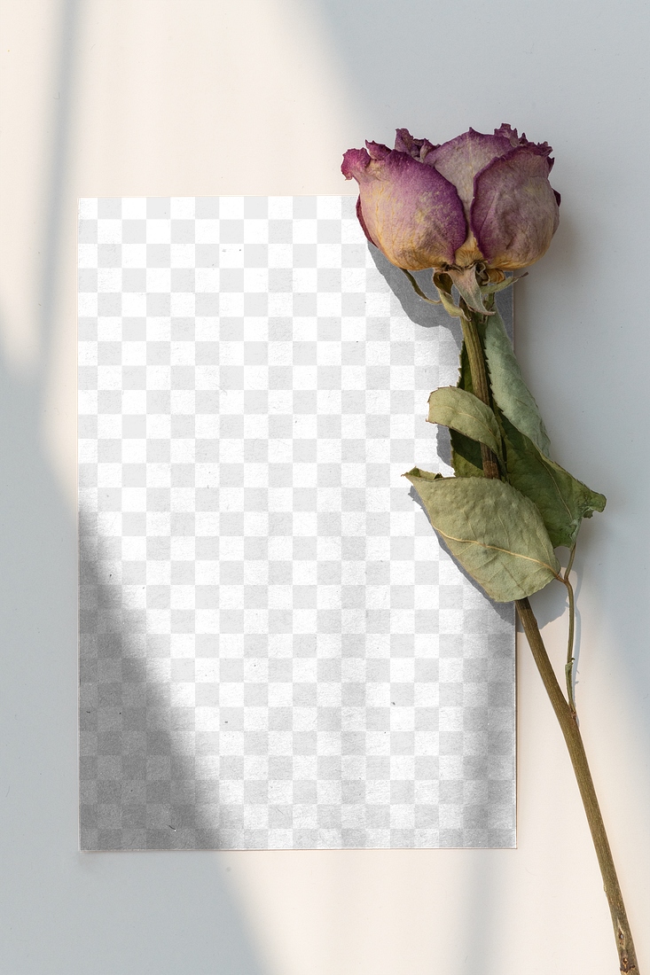Dried pink rose card mockup | Premium PNG - rawpixel