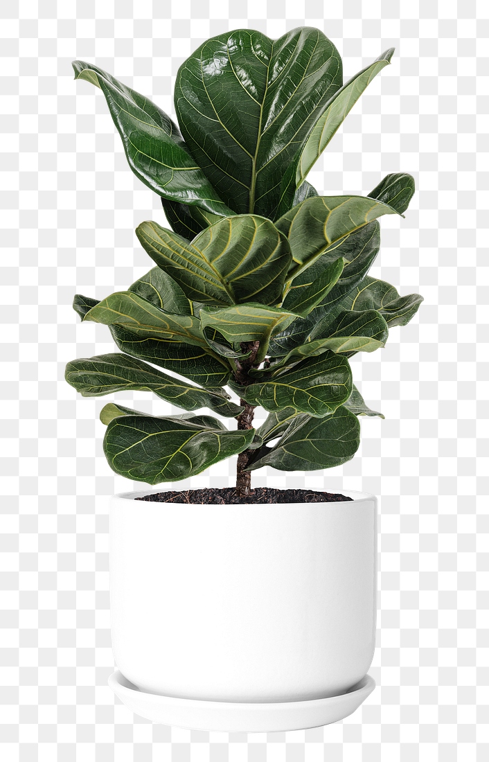 Fiddle leaf fig png mockup | Premium PNG Sticker - rawpixel