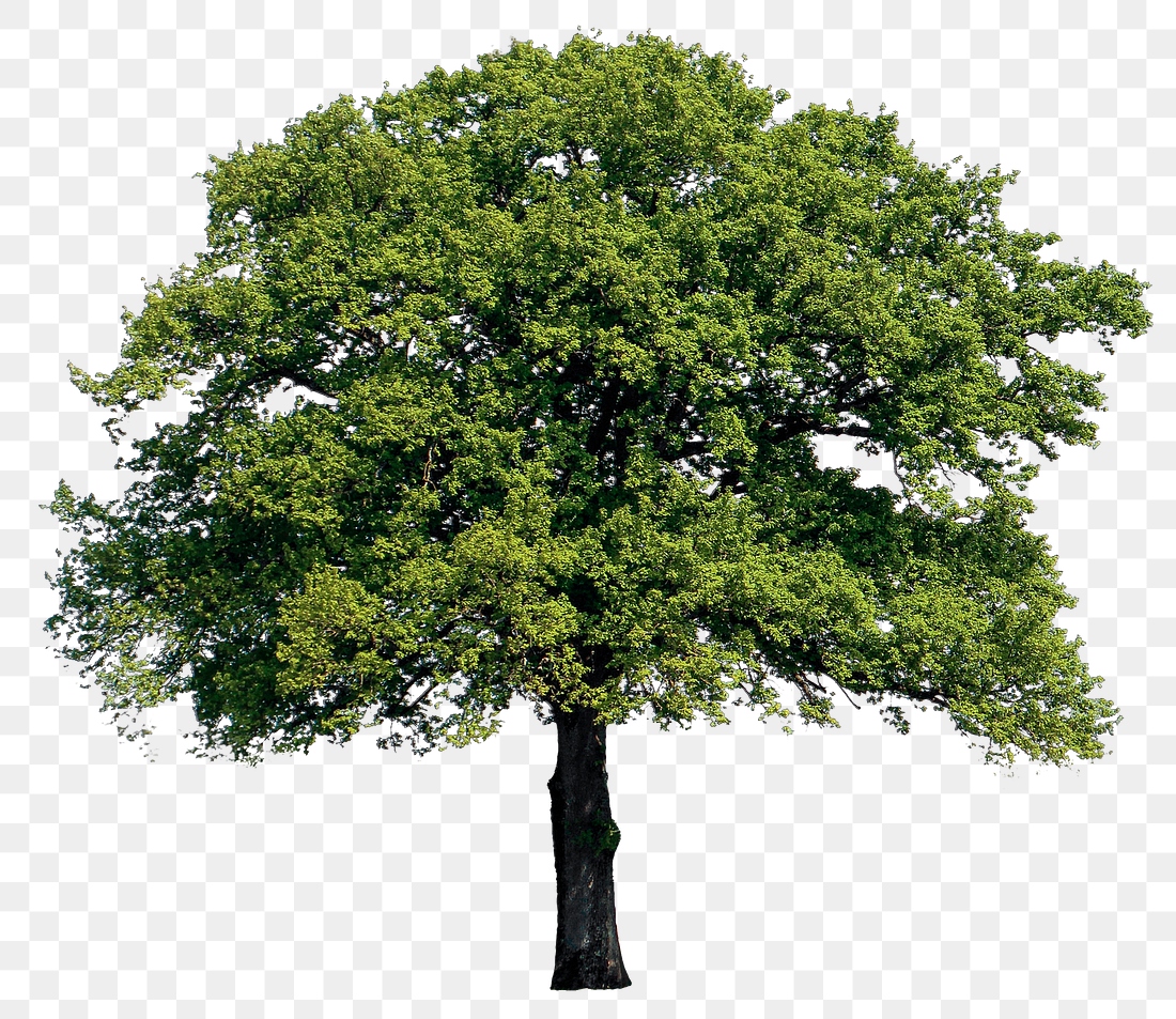 PNG big tree, nature sticker | Free PNG - rawpixel