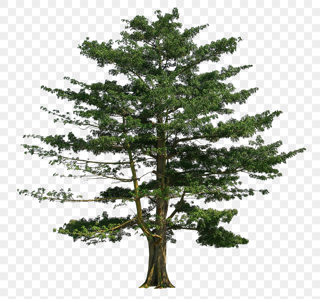 Big tree png, nature sticker | Free PNG - rawpixel