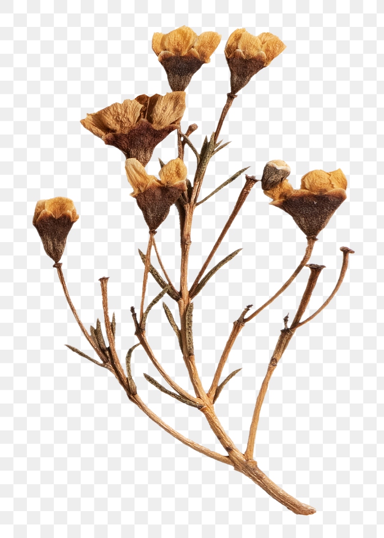 Dried flower collage sticker png, | Premium PNG Sticker - rawpixel