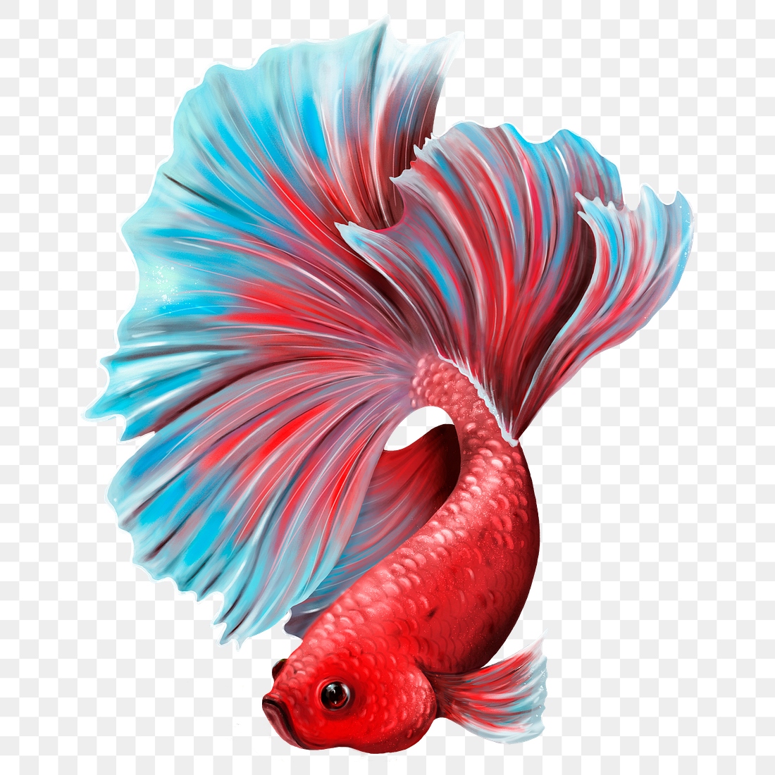 Colorful betta fish design element | Premium PNG Sticker - rawpixel