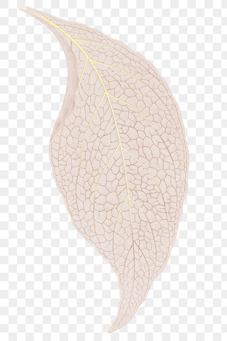 Adelaster Albivenis, engraved leaf vintage | Premium PNG Sticker - rawpixel