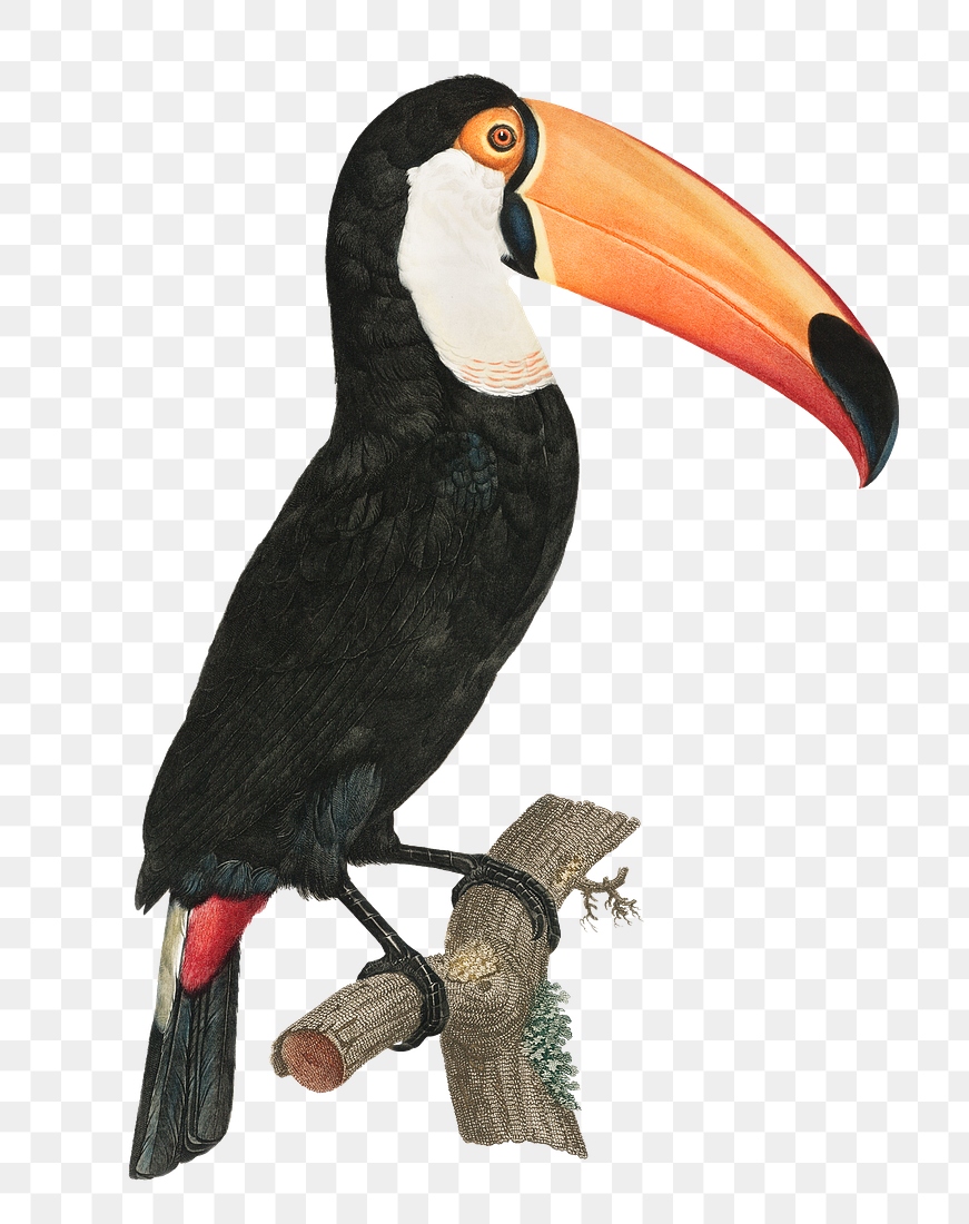 Toco toucan vintage illustration transparent | Premium PNG Sticker ...
