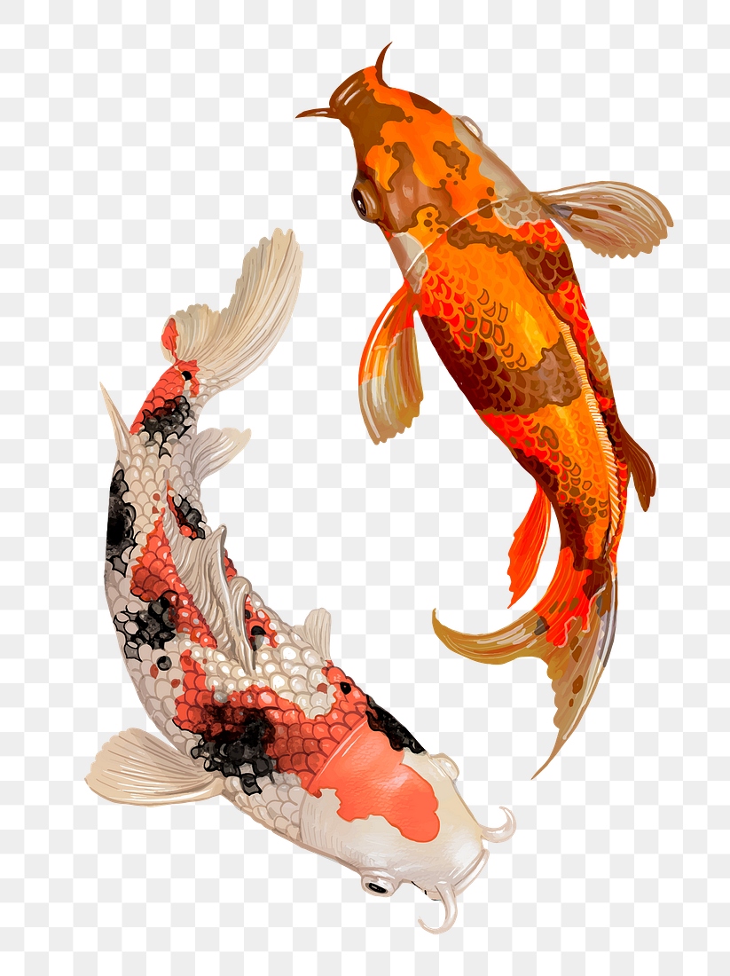 Two Japanese Koi fish swimming | Premium PNG Sticker - rawpixel