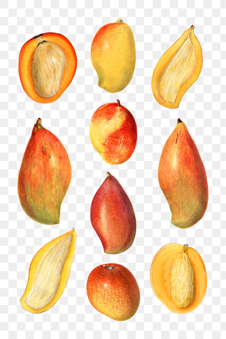 Hand drawn natural fresh mango | Premium PNG - rawpixel