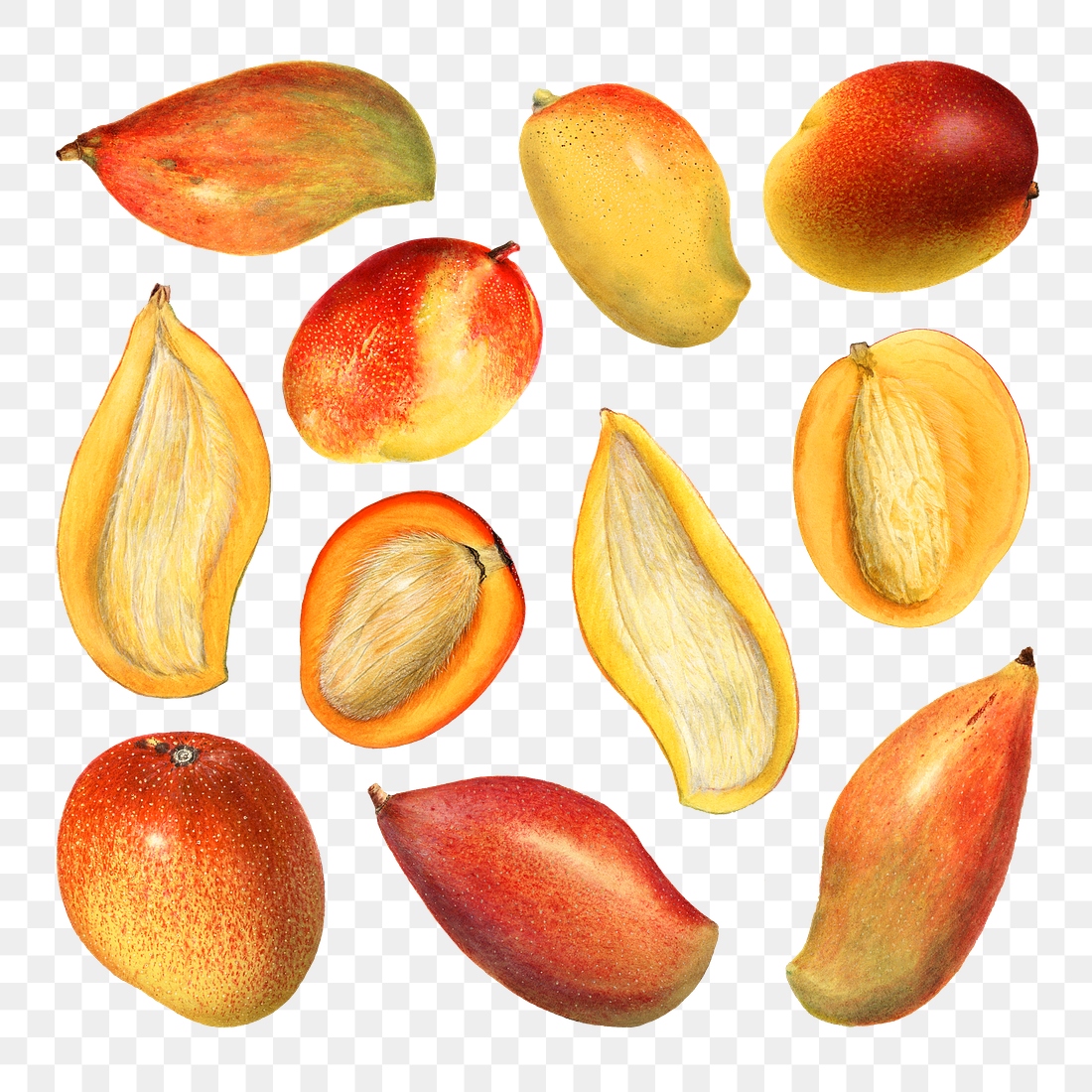 Hand drawn natural fresh mango | Premium PNG - rawpixel