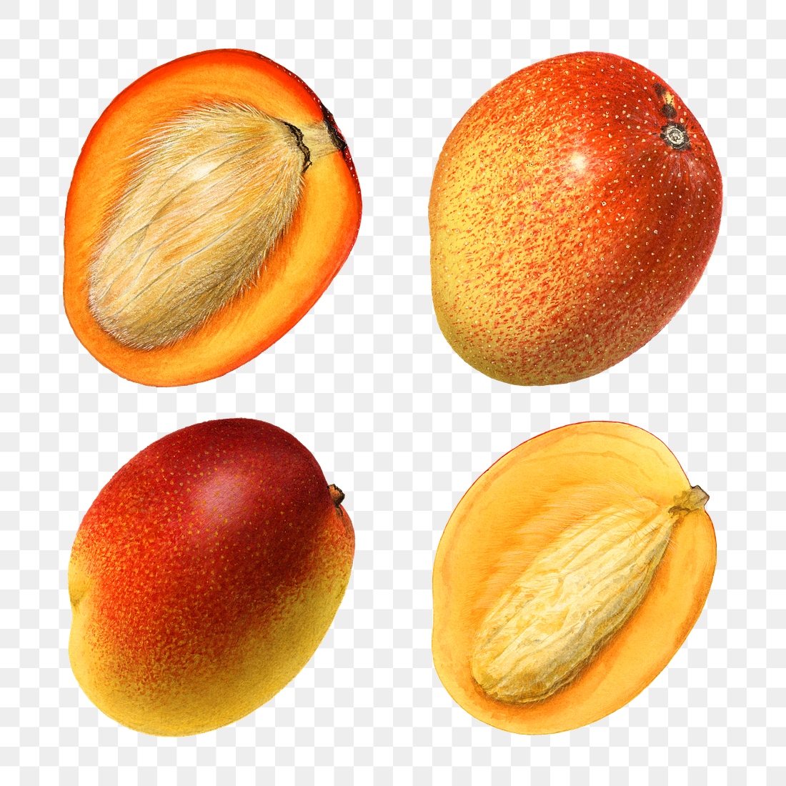 Hand drawn natural fresh mango | Premium PNG - rawpixel