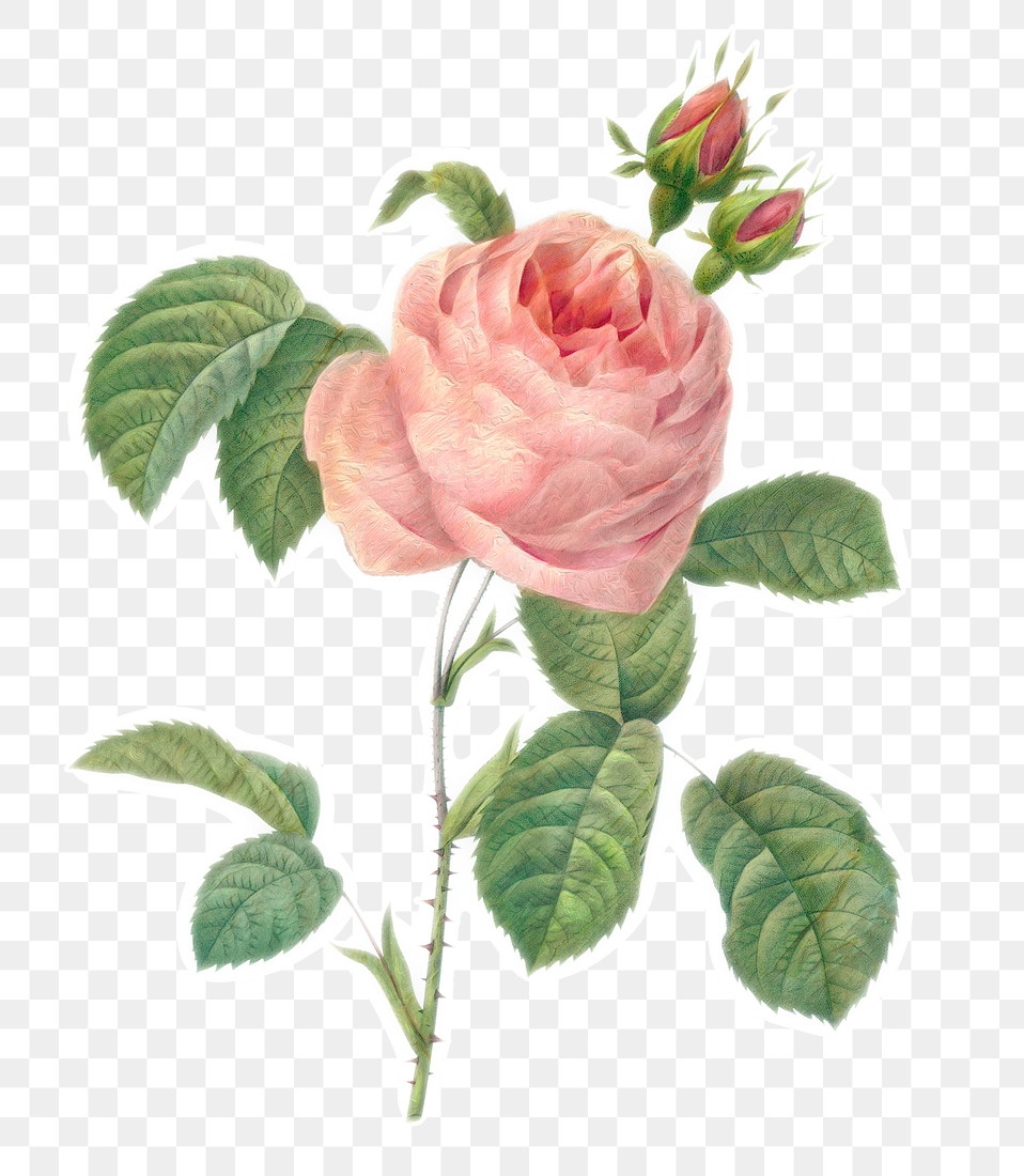 Pink rose flower sticker design | Premium PNG Sticker - rawpixel