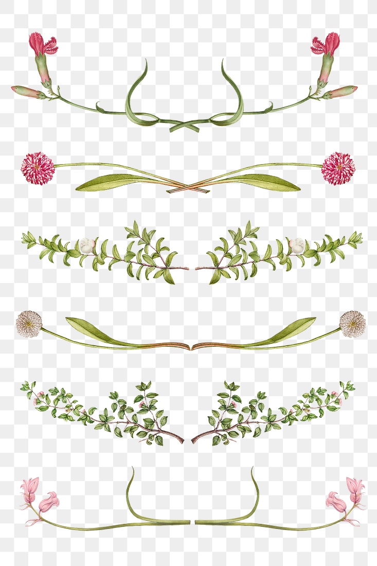 Graduation Divider Line