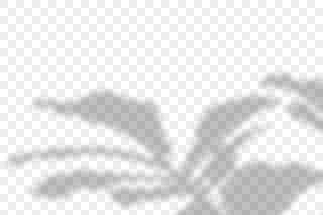 PNG monstera tree shadow design | Premium PNG - rawpixel