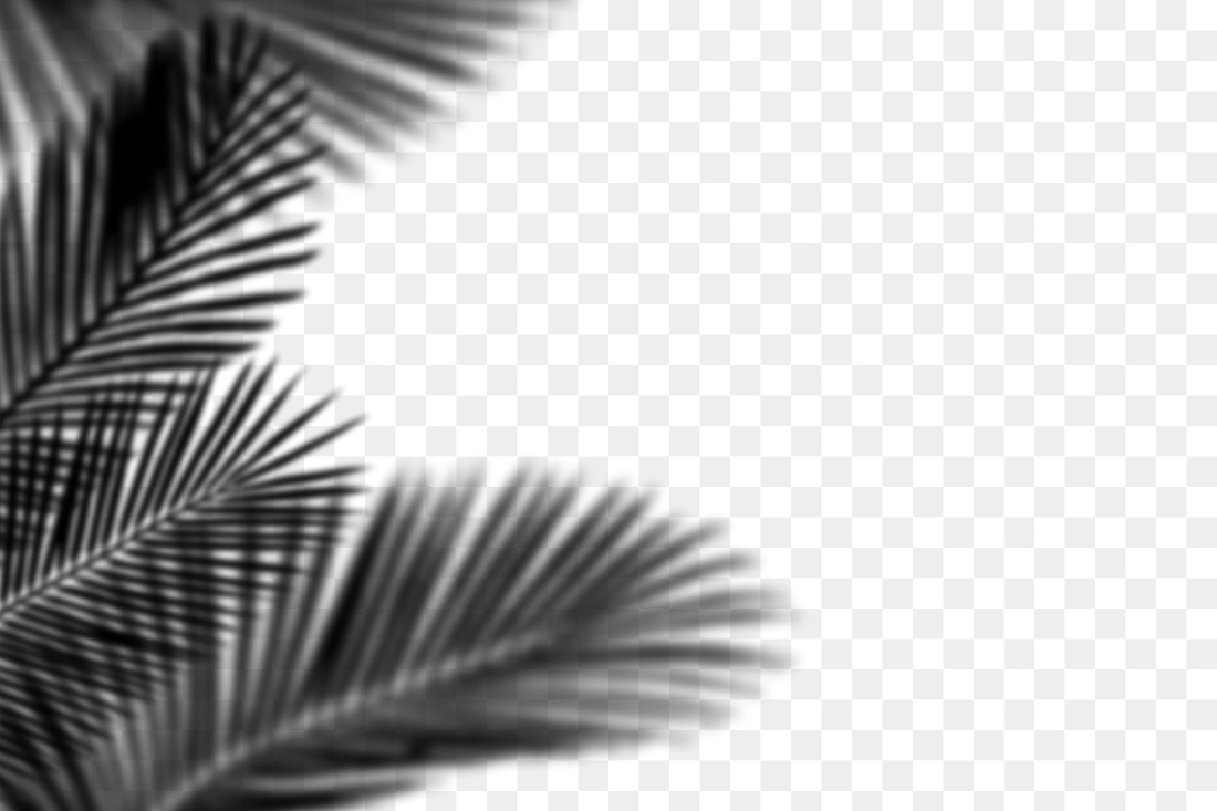 PNG palm tree shadow design | Free PNG - rawpixel