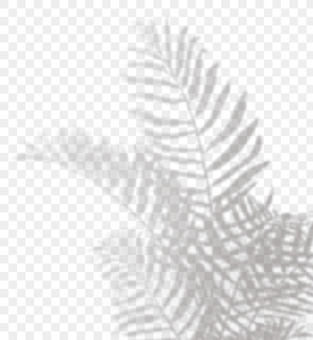 PNG palm leaves shadow design | Premium PNG - rawpixel