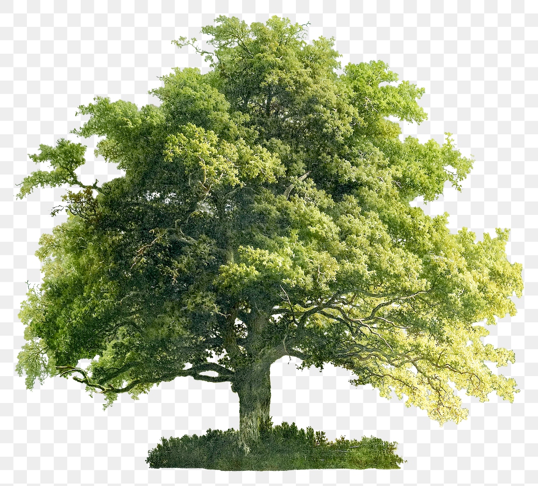 Png oak tree world environment | Premium PNG Sticker - rawpixel