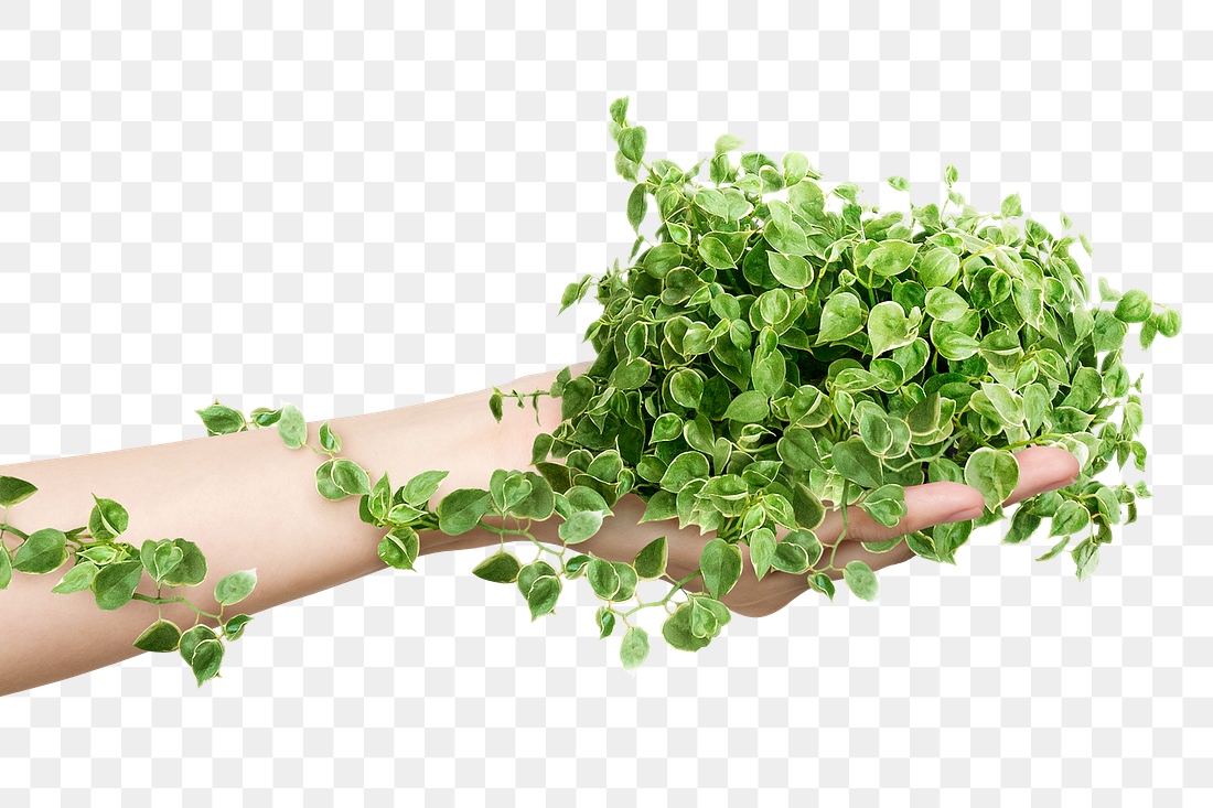 Png sustainable living environmentalist hand | Premium PNG Sticker ...